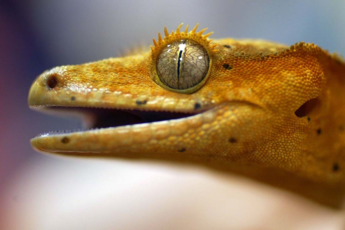 Una nueva especie de reptil fue descubierta en Puerto Rico - La Opinión