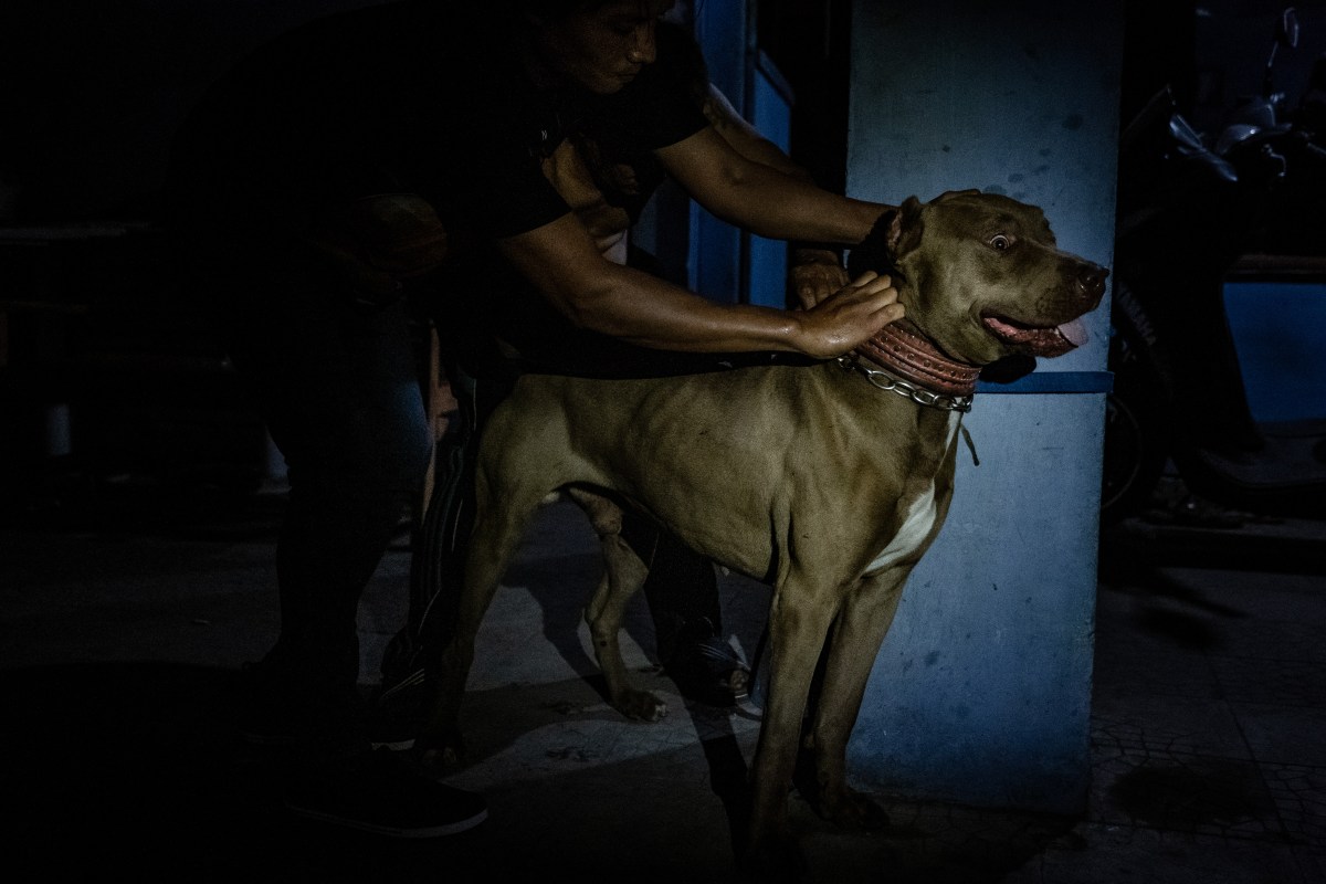 Rescatan más de 300 perros en redada histórica en Carolina del Sur; hay ...