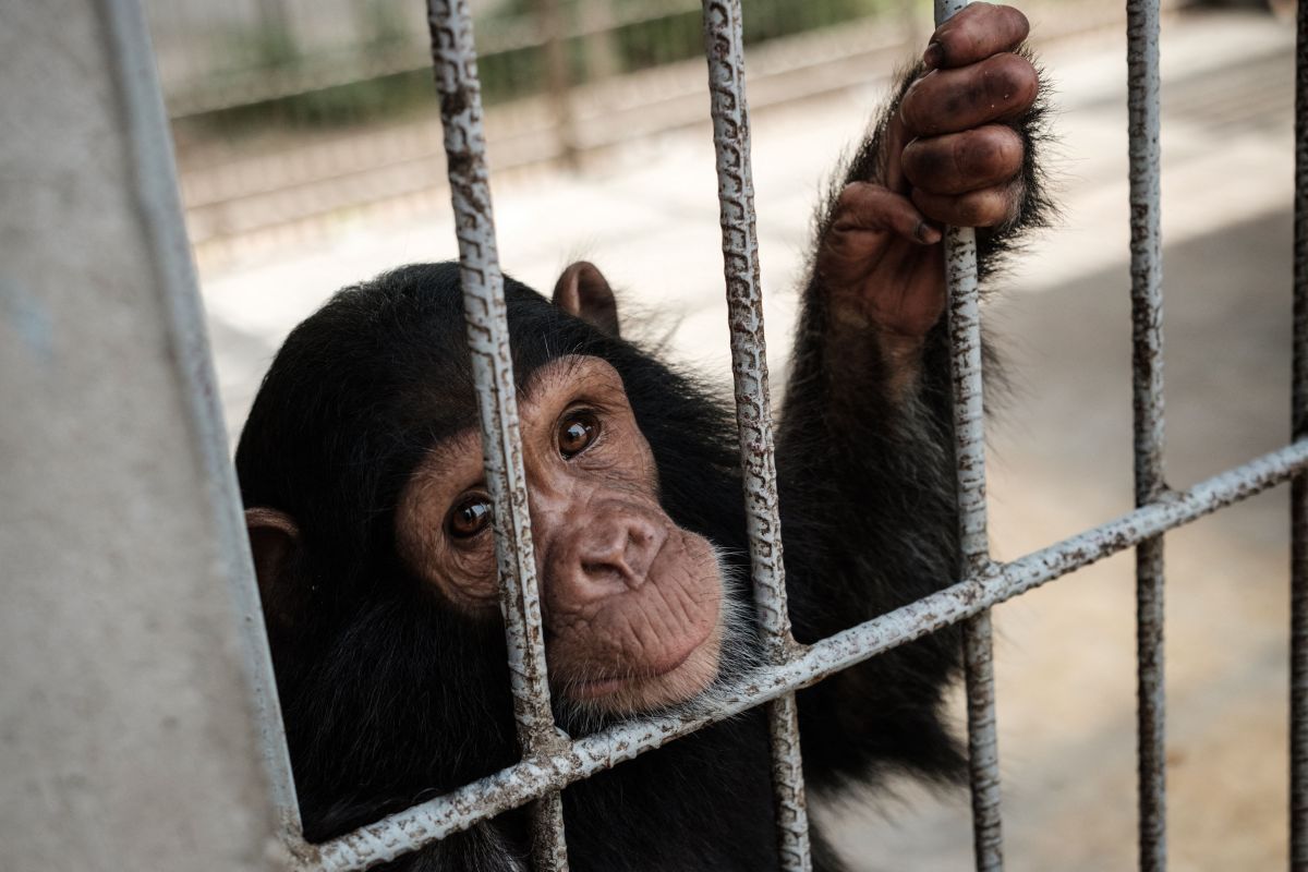 Chimpancé huye de zoológico en Ucrania, pero regresa porque le dio frío ...