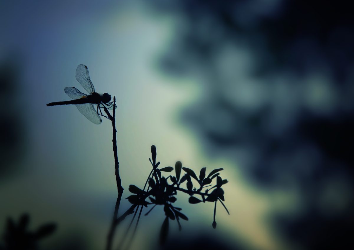 Significado espiritual de la libélula: si la ves espera cambios en tu ...