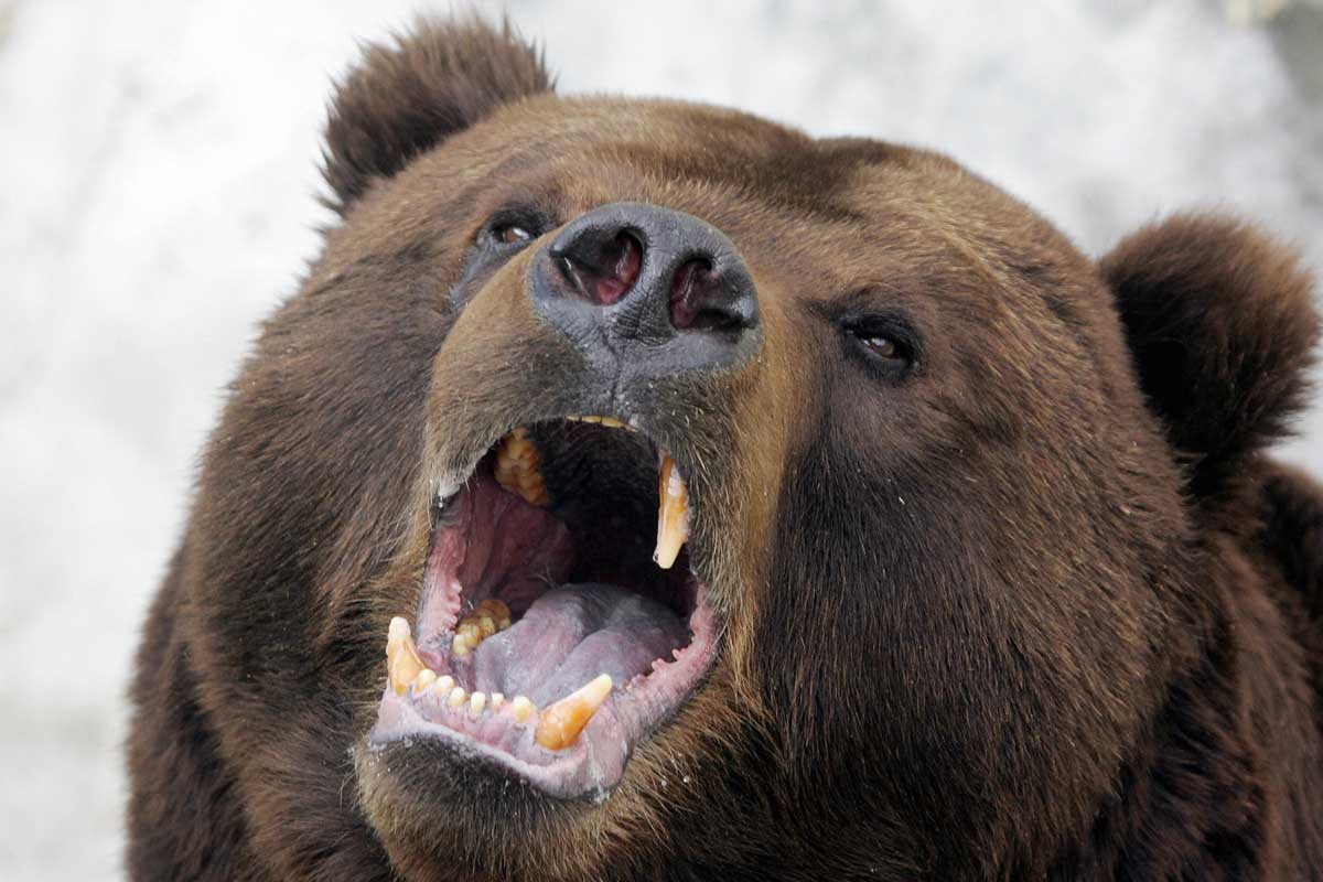 Dos luchadores universitarios sobrevivieron al ataque de un oso pardo ...