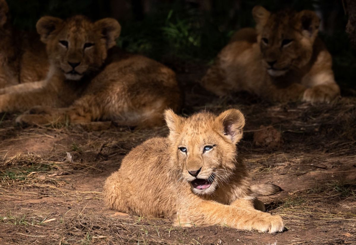 Nacimiento de cachorros de león de África Occidental da esperanza de ...