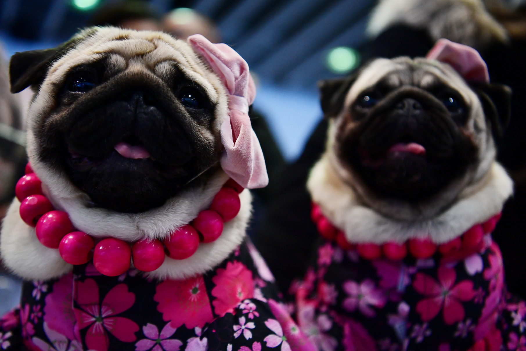 Perrito pug que ‘perrea’ conquista TikTok - La Opinión