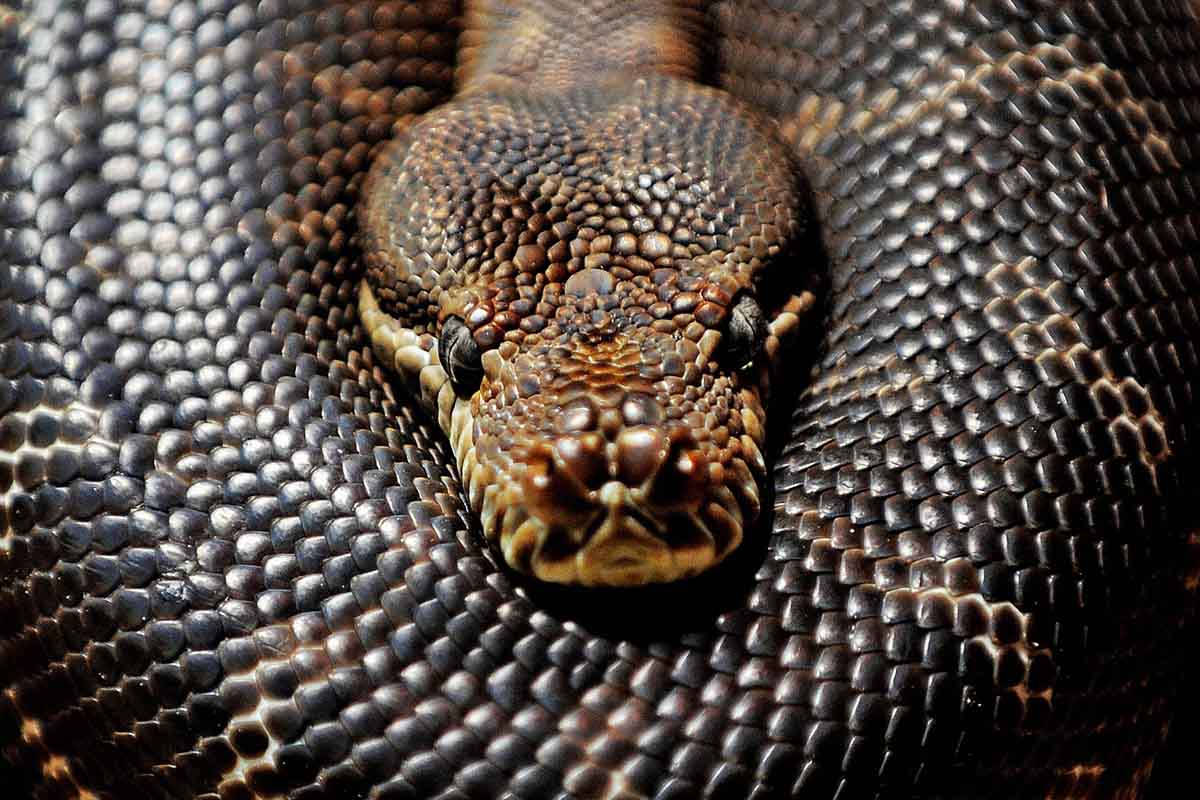 VIDEO: Pitón gigante fue sacrificada luego de tragarse un caimán de ...