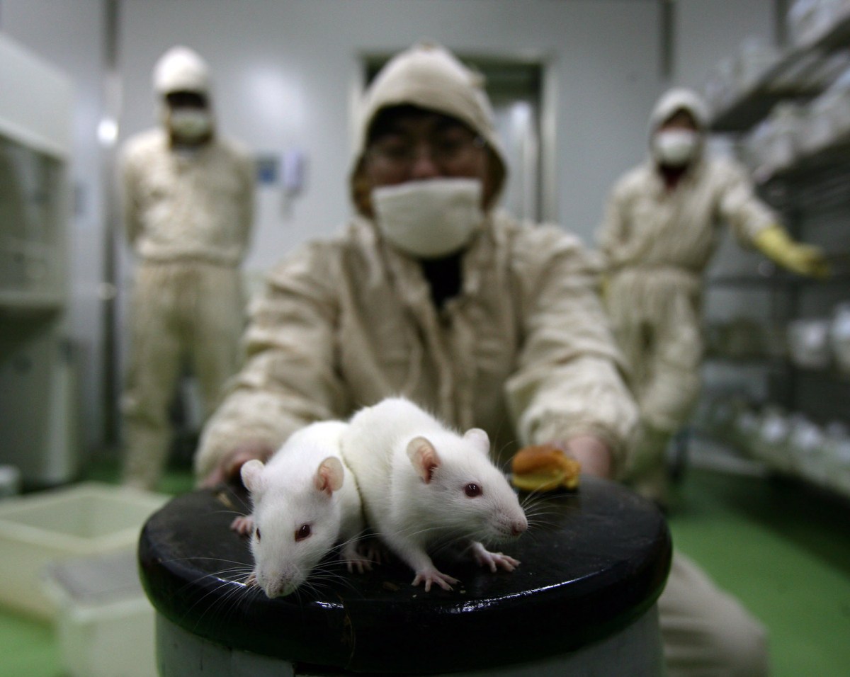 Células de cerebros humanos insertadas en ratas se integran al huésped ...