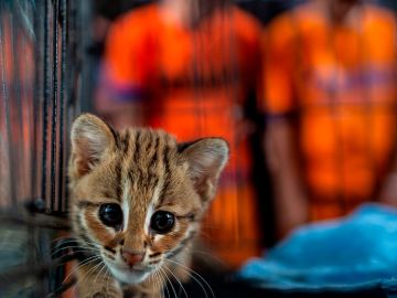 Jaguares, cocodrilos y leones africanos: El alarmante tráfico de ...