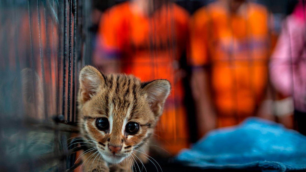 Jaguares, cocodrilos y leones africanos: El alarmante tráfico de ...