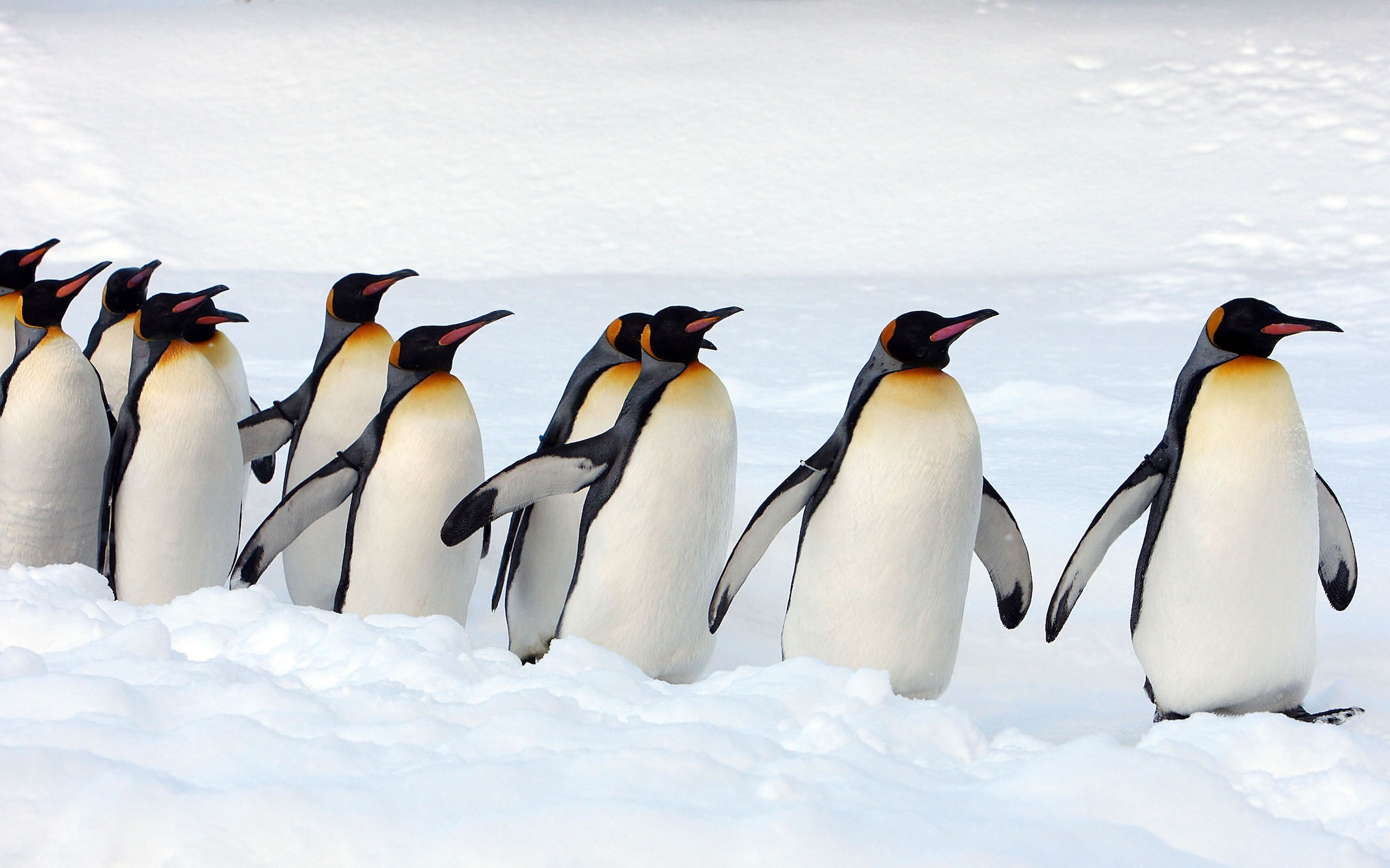 Pingüino Emperador Está En Peligro De Extinción Junto Con El 65 De