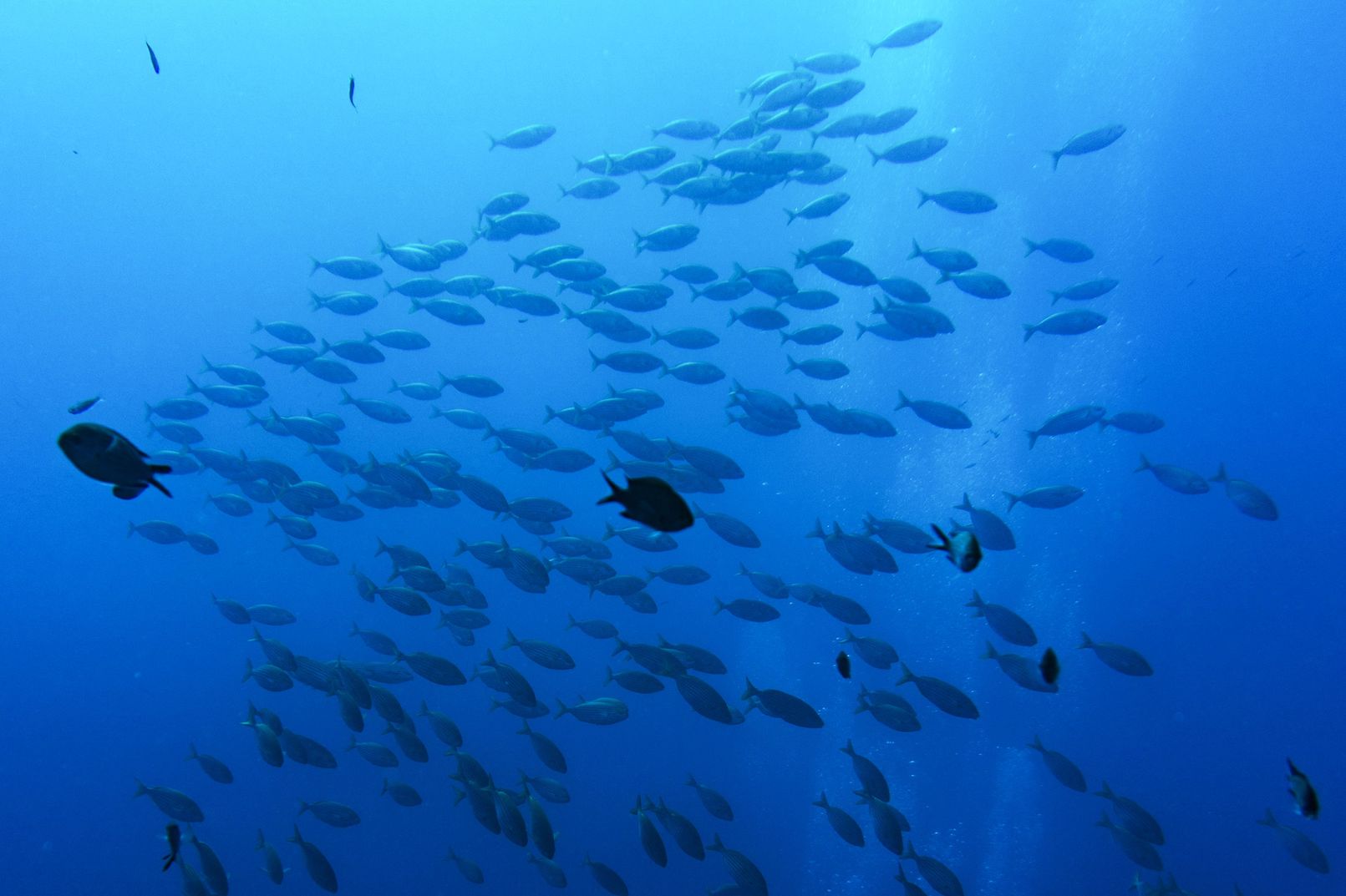 FOTO: descubren un pez con pinta de unicornio en las oscuras aguas de ...