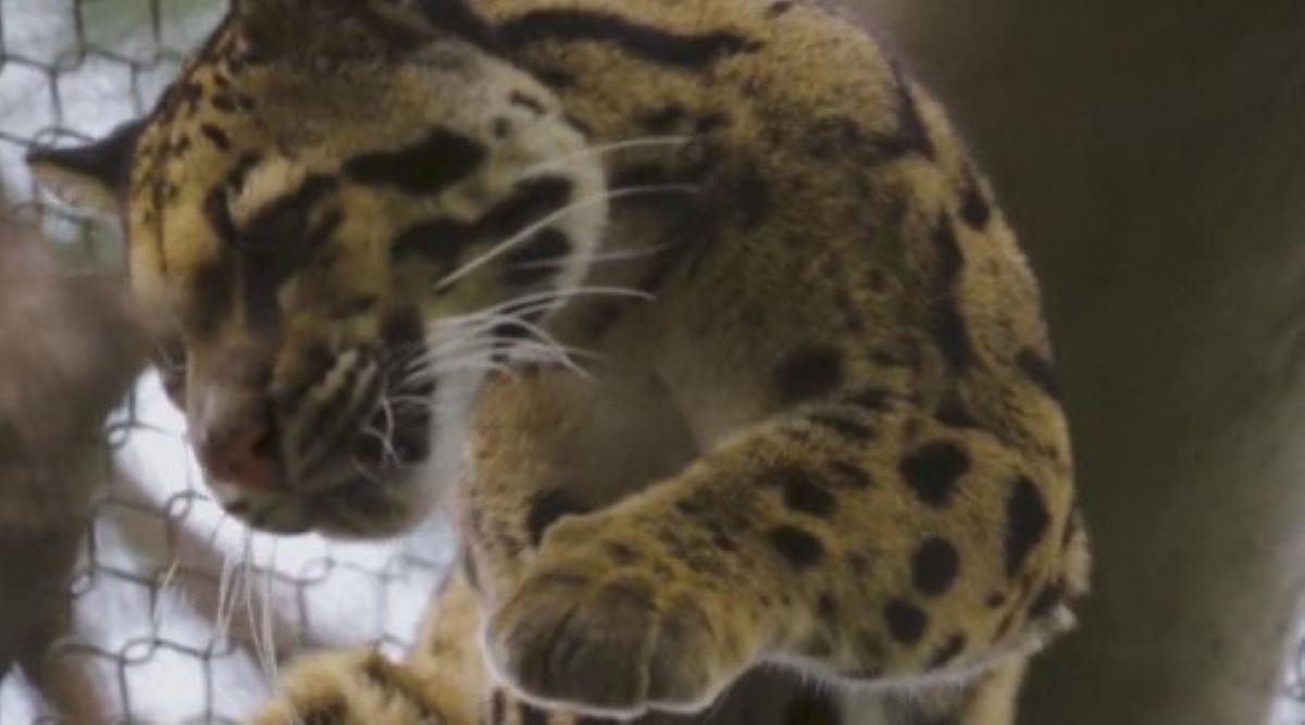 Escapó leoparda nublada del Zoológico de Dallas; las instalaciones ...