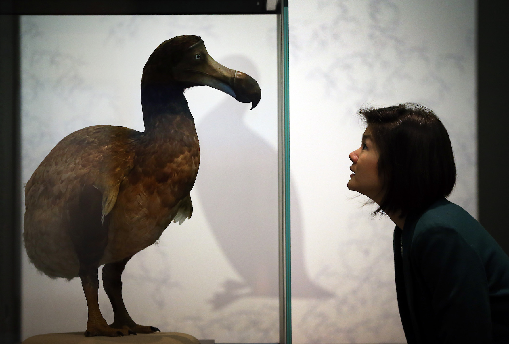Empresa planea revivir al dodo, un ave extinta desde el siglo XVII - La ...