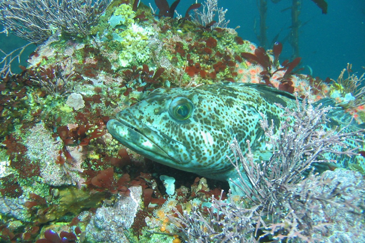 VIDEO: esta especie de pez tiene la carne azul neón y nadie sabe por ...