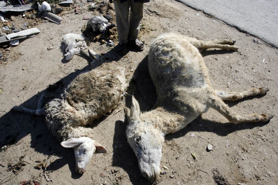 Encuentran en México animales muertos con heridas en el cuello ...