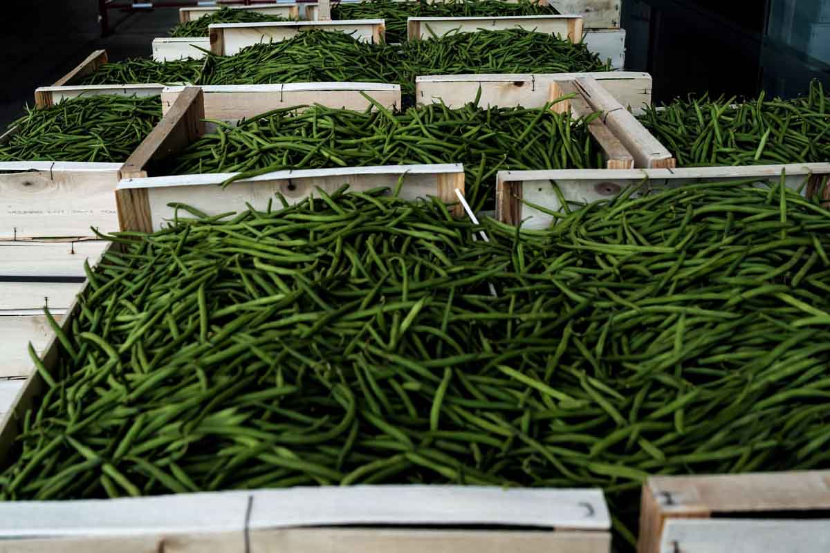 Confiscan 3.5 millones de pastillas de fentanilo que pretendían ...