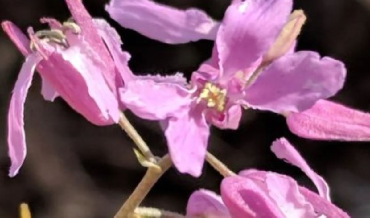 Flor silvestre de Texas que acompaña las primaveras está en peligro de ...