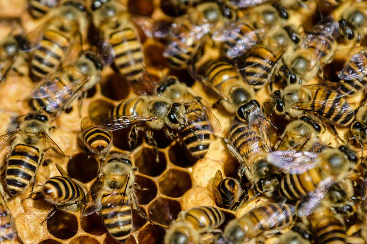 Enjambre de abejas provocó un severo retraso en el despegue de un avión ...
