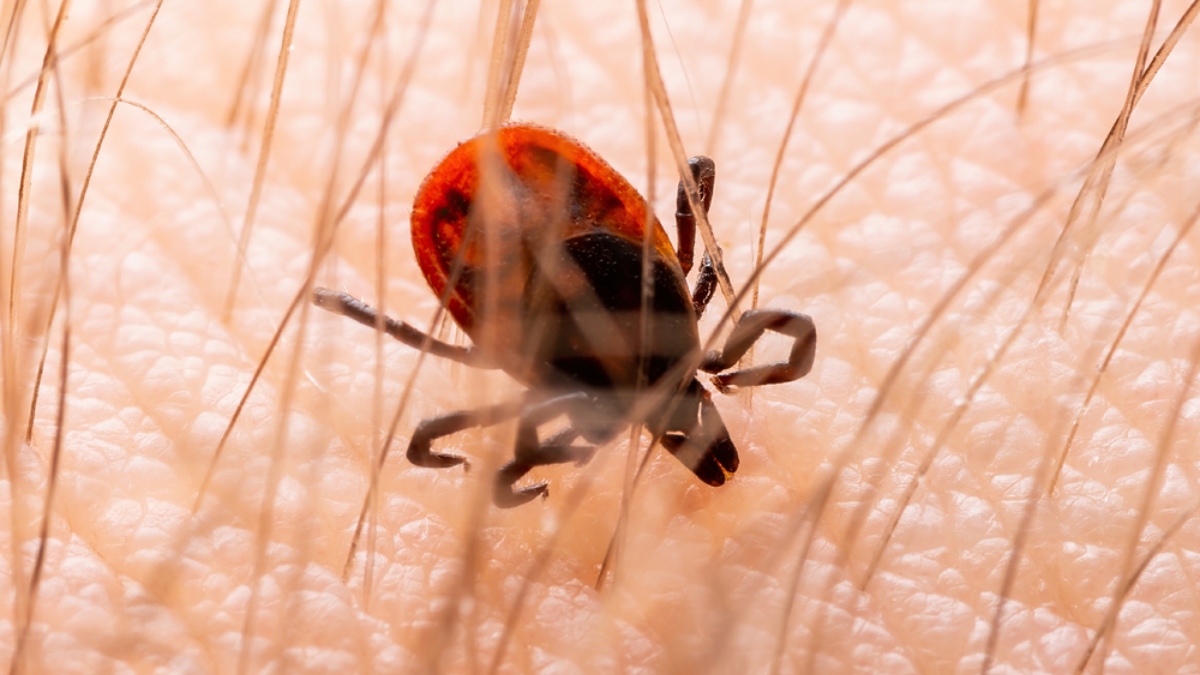 Virus Powassan: cómo protegerte de la mortal enfermedad transmitida por ...