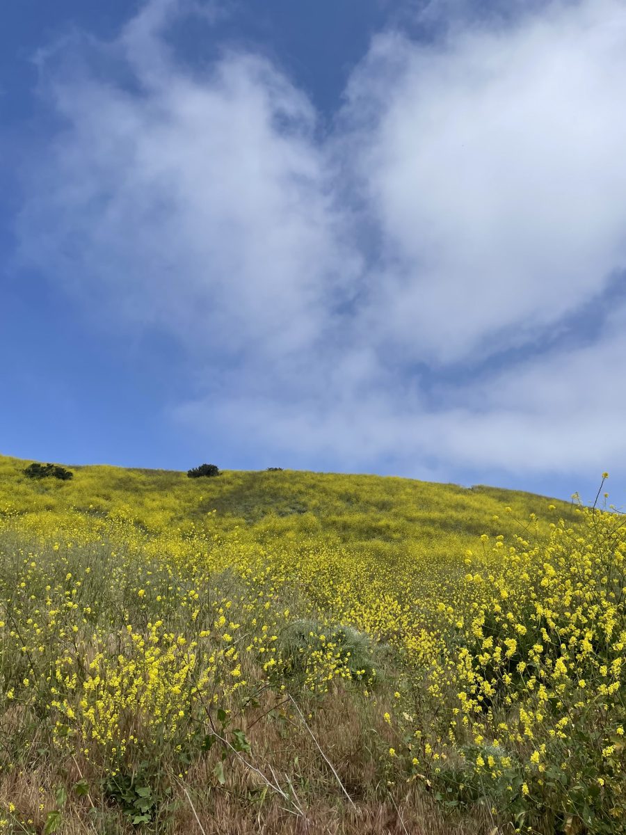 California floreció a lo grande esta primavera - La Opinión