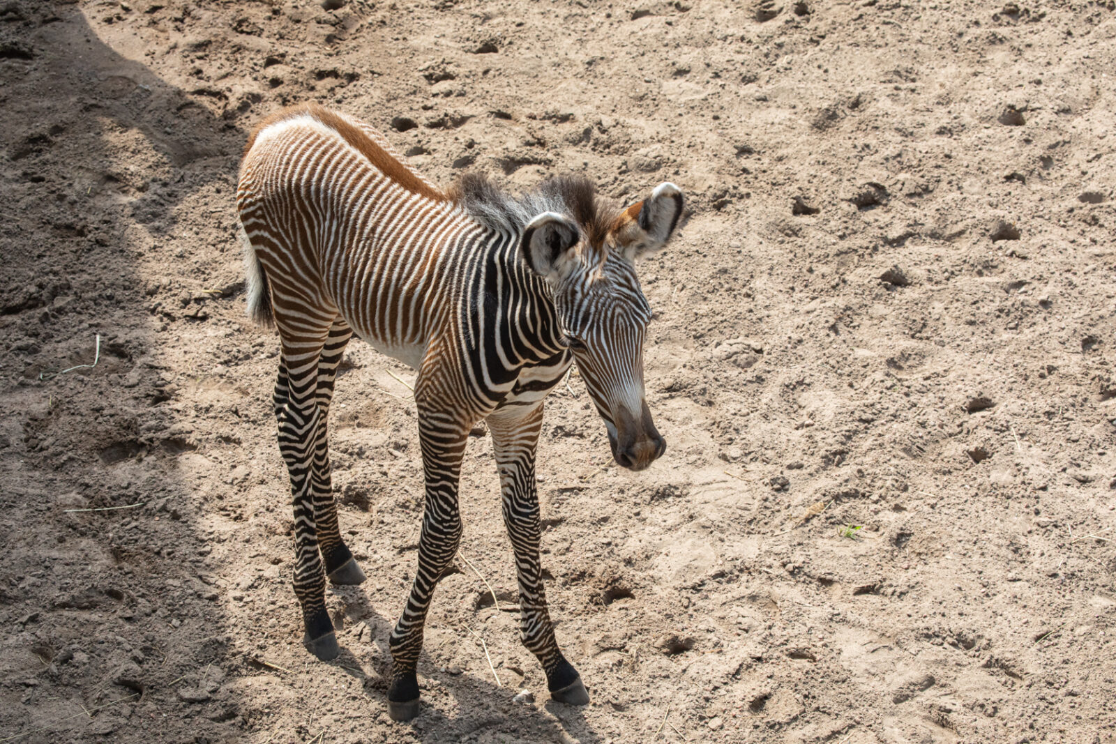 Nació una cebra de Grévy en peligro de extinción en un zoológico de ...