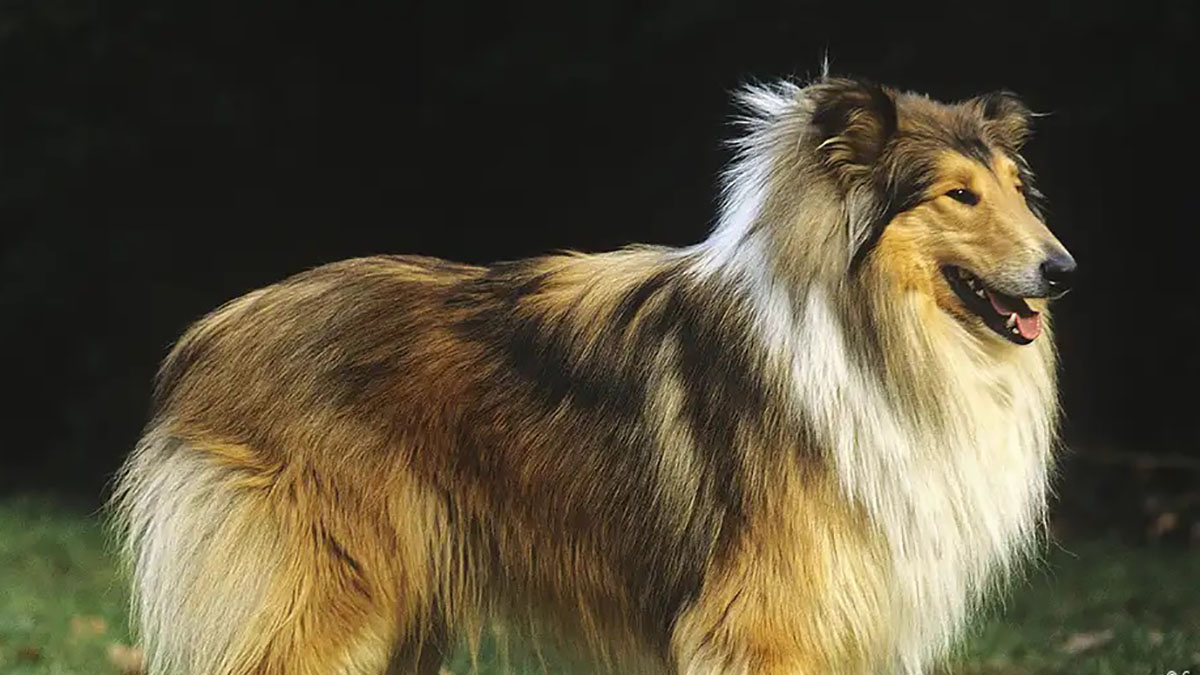 Japonés deseaba con ser un perro; gastó miles de dólares en su ...