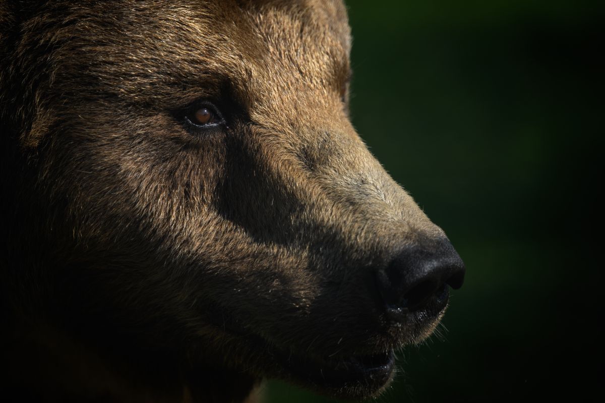 Hombre de Pensilvania fue mordido en la cabeza por un oso dentro de su ...