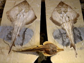 Antigua criatura marina con tres ojos revela asombrosos detalles sobre ...