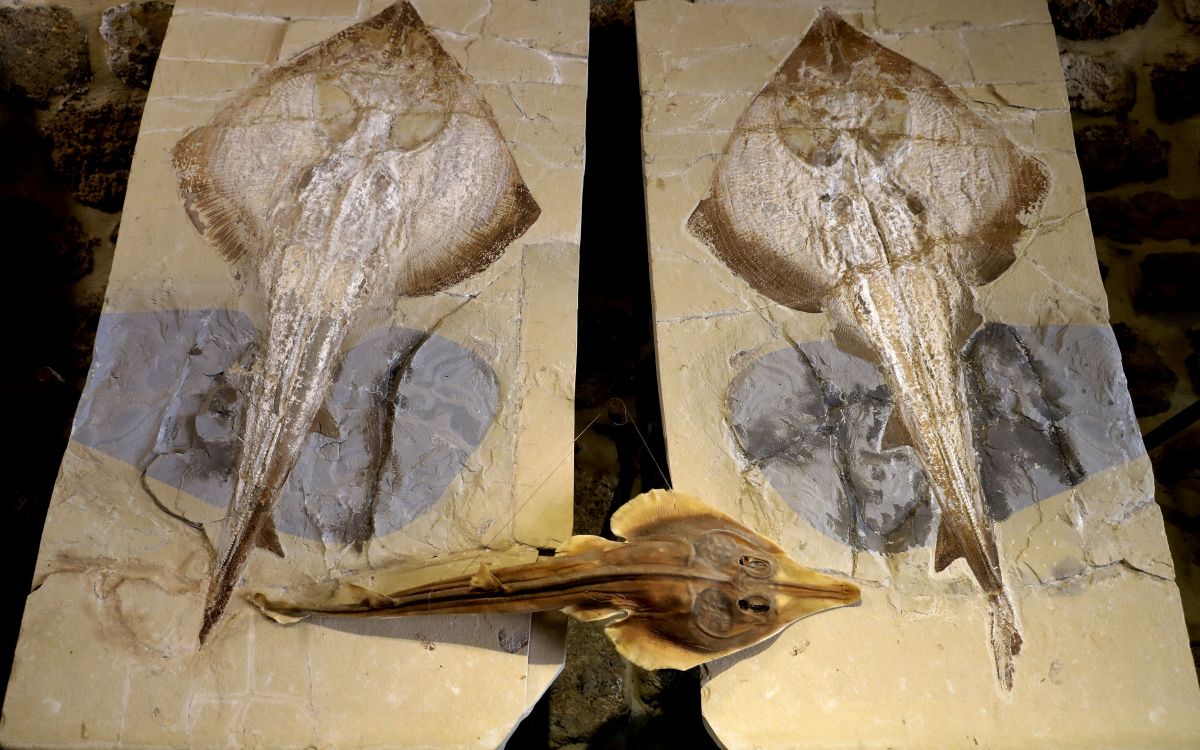 Antigua criatura marina con tres ojos revela asombrosos detalles sobre ...