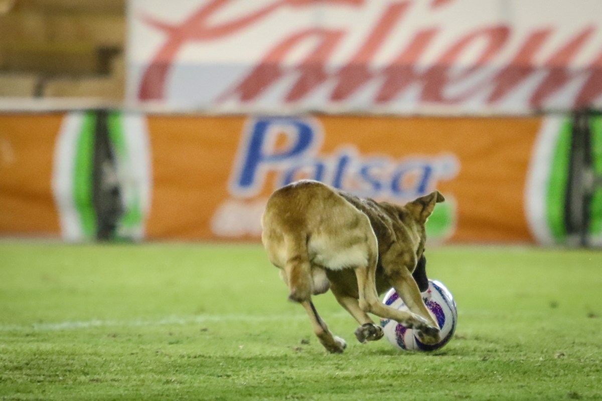 Nace una nueva estrella en el fútbol mexicano: Alebrijes “contratan” al ...