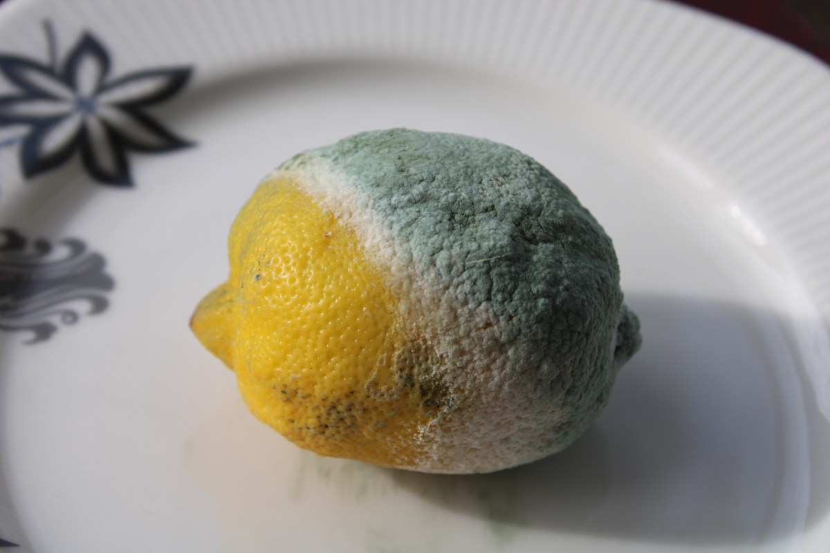 Limpia con limones: conoce el significado cuando están podridos - La ...