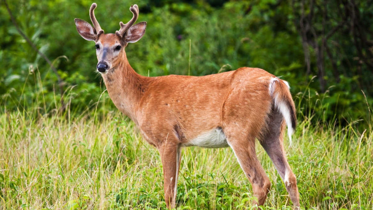 Encuentran el primer caso de la enfermedad del "venado zombi": de qué ...