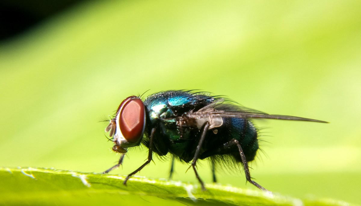 Qué significado espiritual tienen las moscas cuando las miras en casa ...