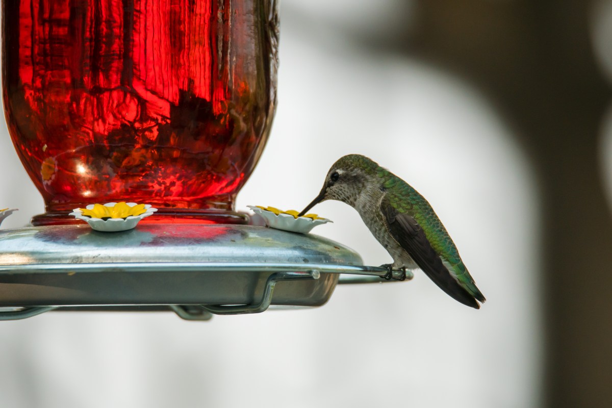 Significado espiritual del colibrí: qué mensaje transmite si lo miras ...