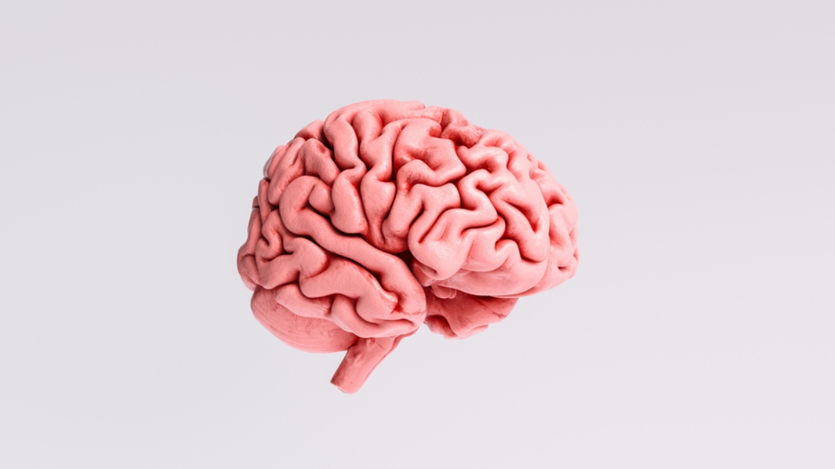 Científicos están descubriendo los secretos de los 'pequeños cerebros ...