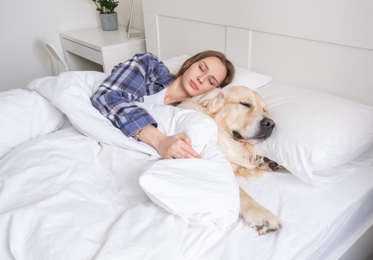 Soñar con perros: su místico simbolismo y lo que revela de la lealtad ...