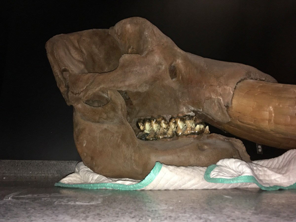 Sorprendente hallazgo del cráneo de un mastodonte de 13,600 años de ...