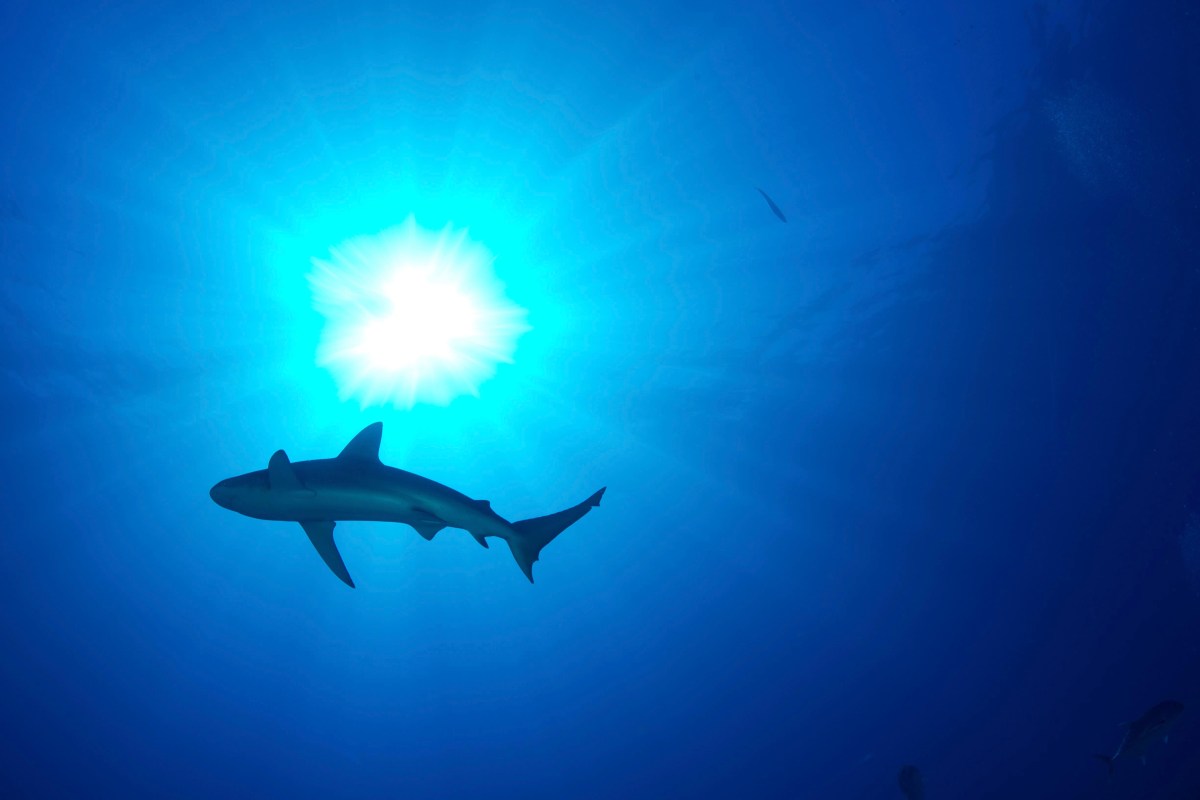 Tiburón se traga por completo a otro, en el primer caso conocido de ...