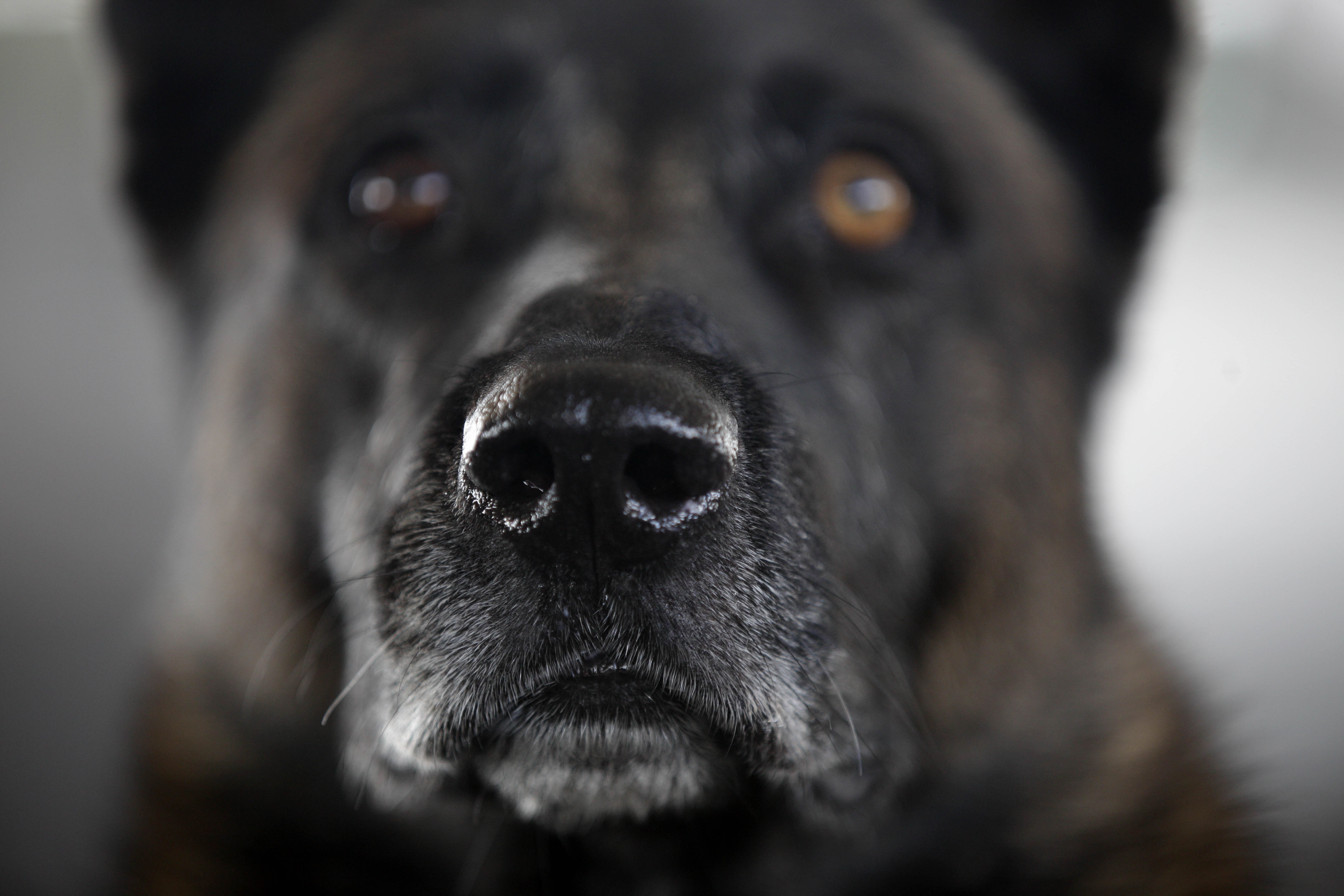 Bebé pierde la vida tras ser mordido por un perro en Los Ángeles - La ...