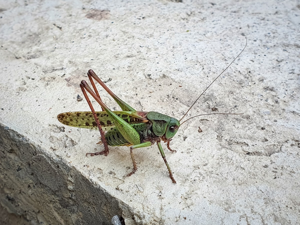 Escuchar el canto de los grillos: qué significa en lo espiritual - La ...