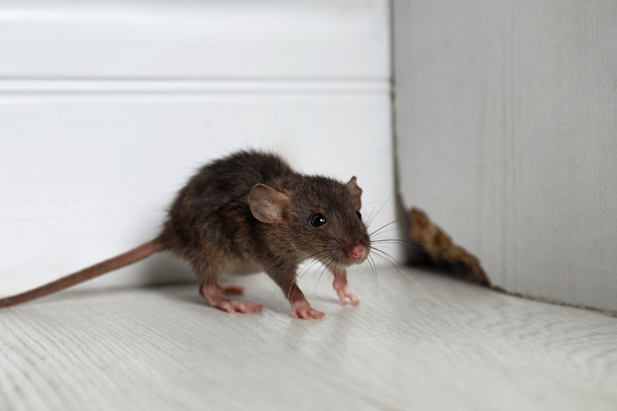 Significado espiritual de las ratas en casa: el mensaje positivo - La ...