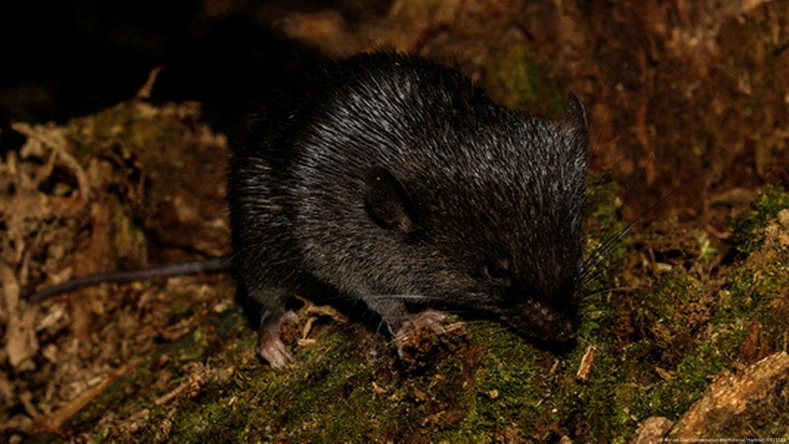 Científicos descubren ratón anfibio entre las nuevas 27 especies ...