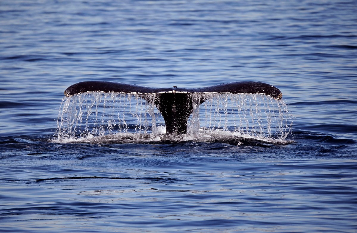 Hallan ballena muerta en las costas de Long Beach - La Opinión