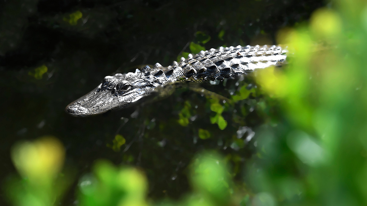 Mujer sobrevivió al ataque de un caimán que la arrastró bajo el agua en ...