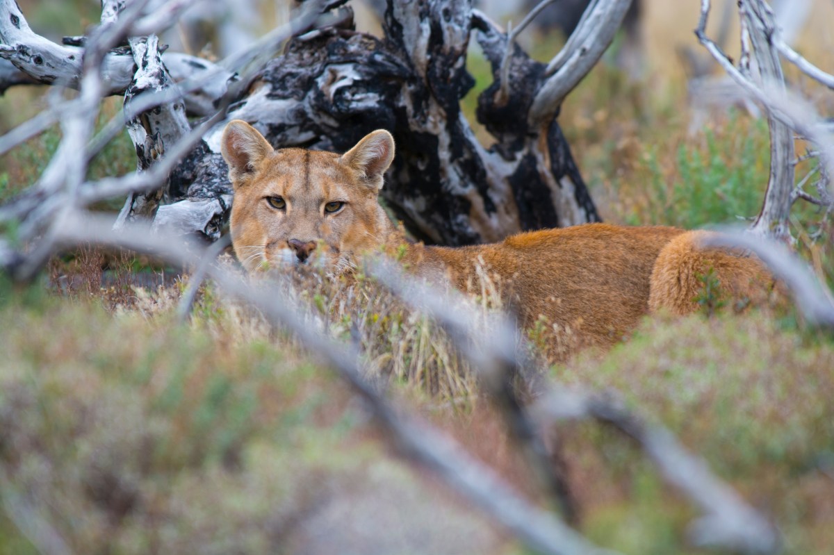 Un puma mordió a un niño de 4 años en parque nacional de Washington ...