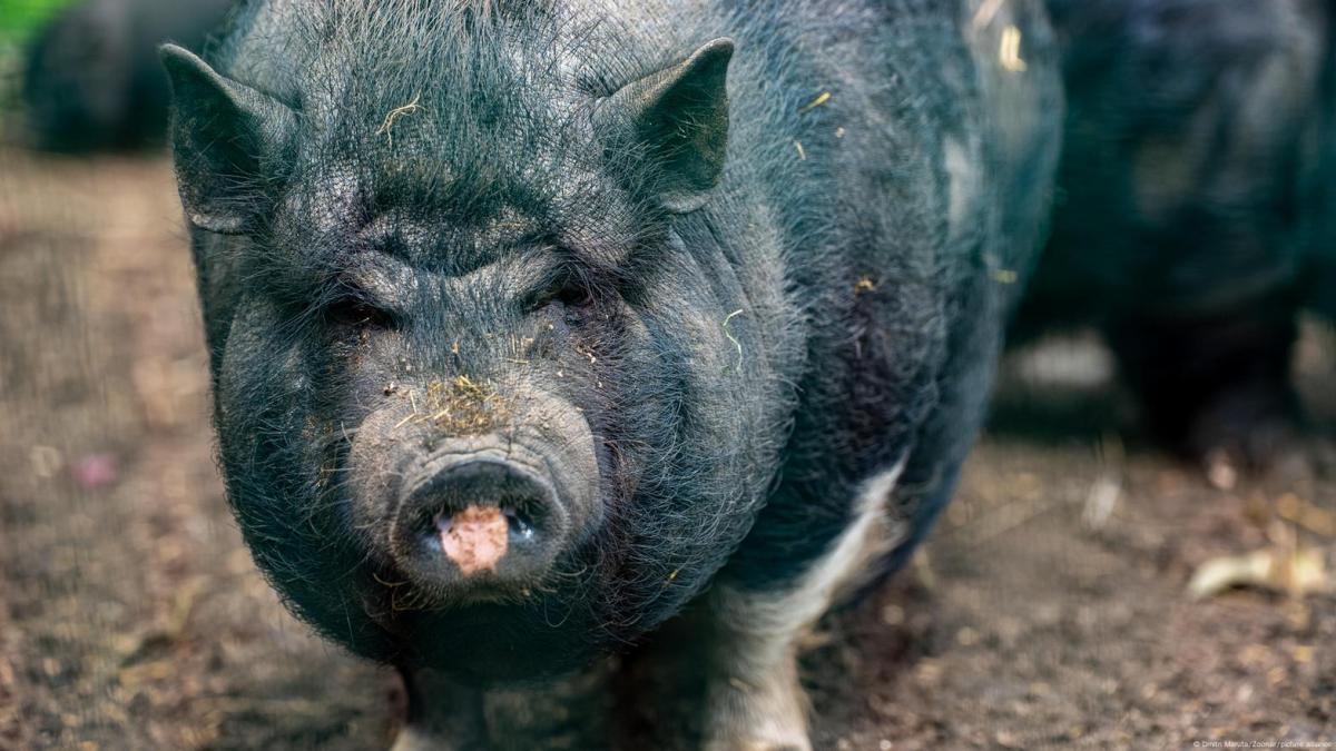 En California están apareciendo cerdos salvajes con carne de color azul ...