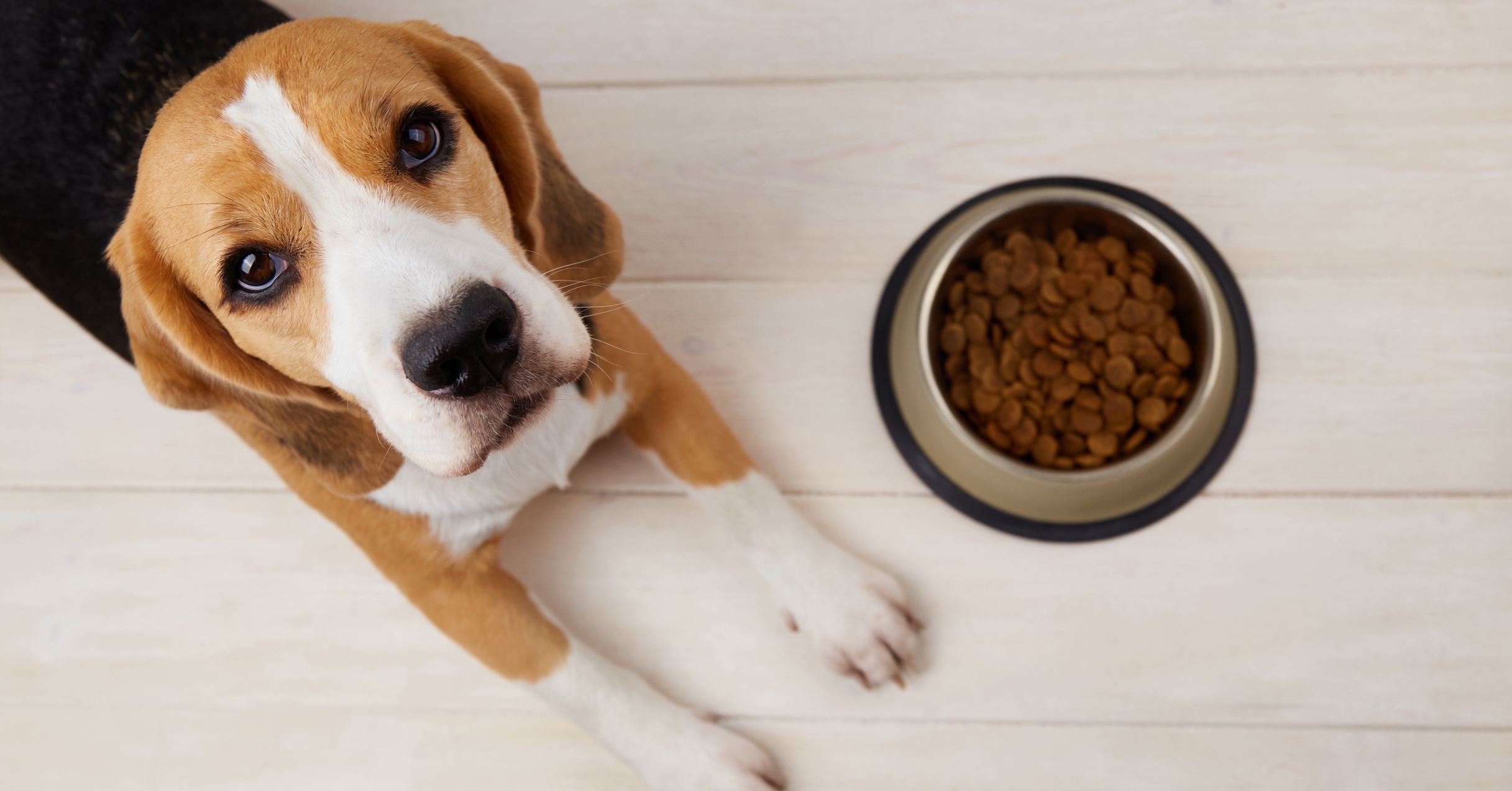 Alimentos comerciales para perros contienen altos niveles de plomo y ...