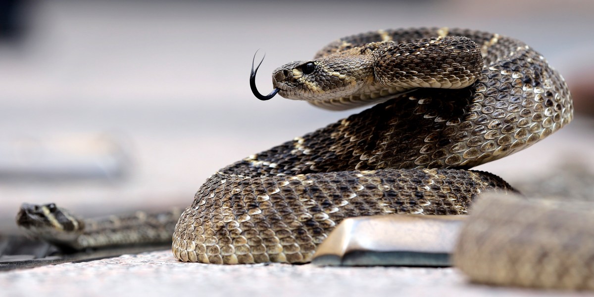 Hispano fallece tras mordedura de serpiente de cascabel en el condado ...
