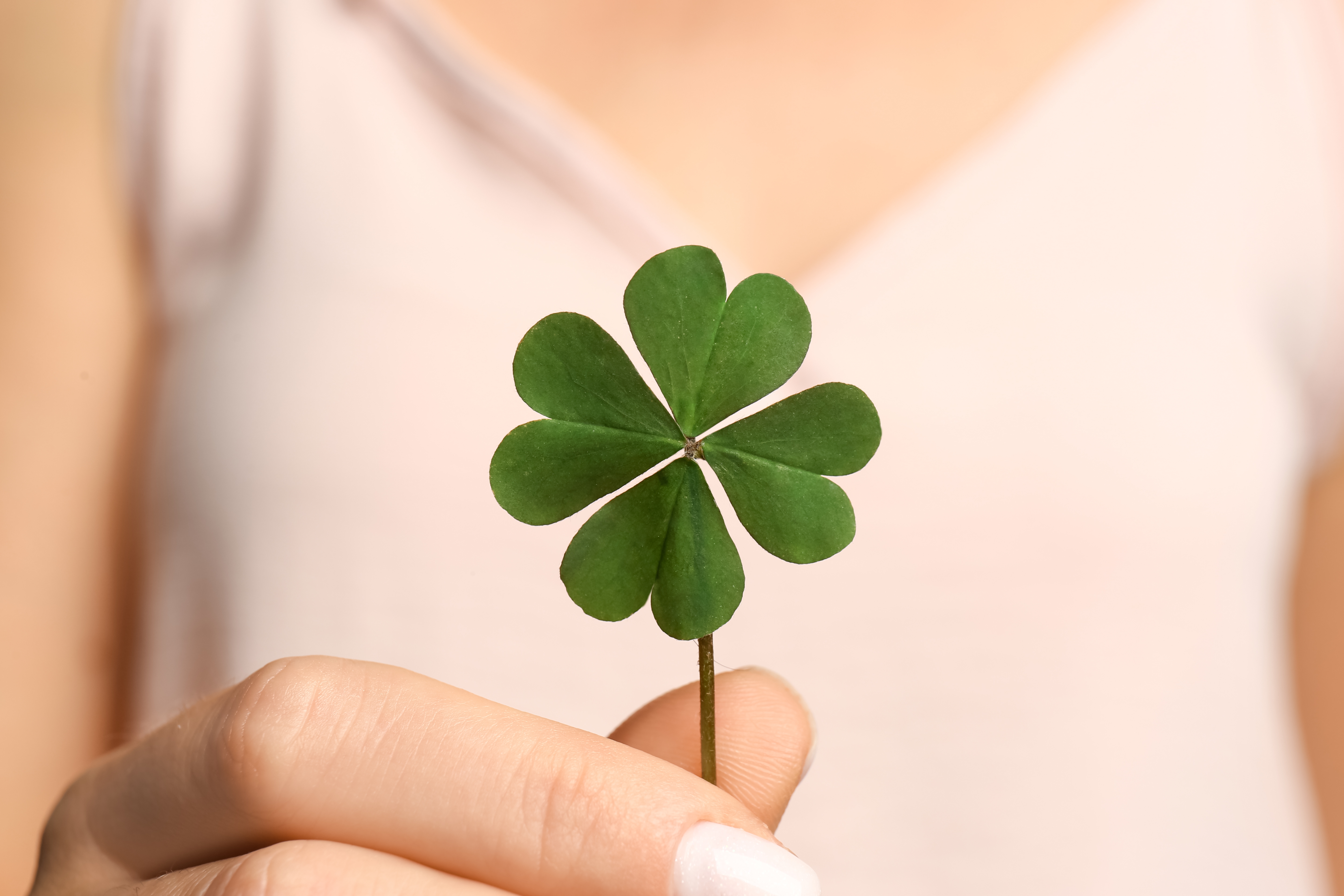 Día de San Patricio: cómo encontrar un trébol de 4 hojas en EE.UU. y ...