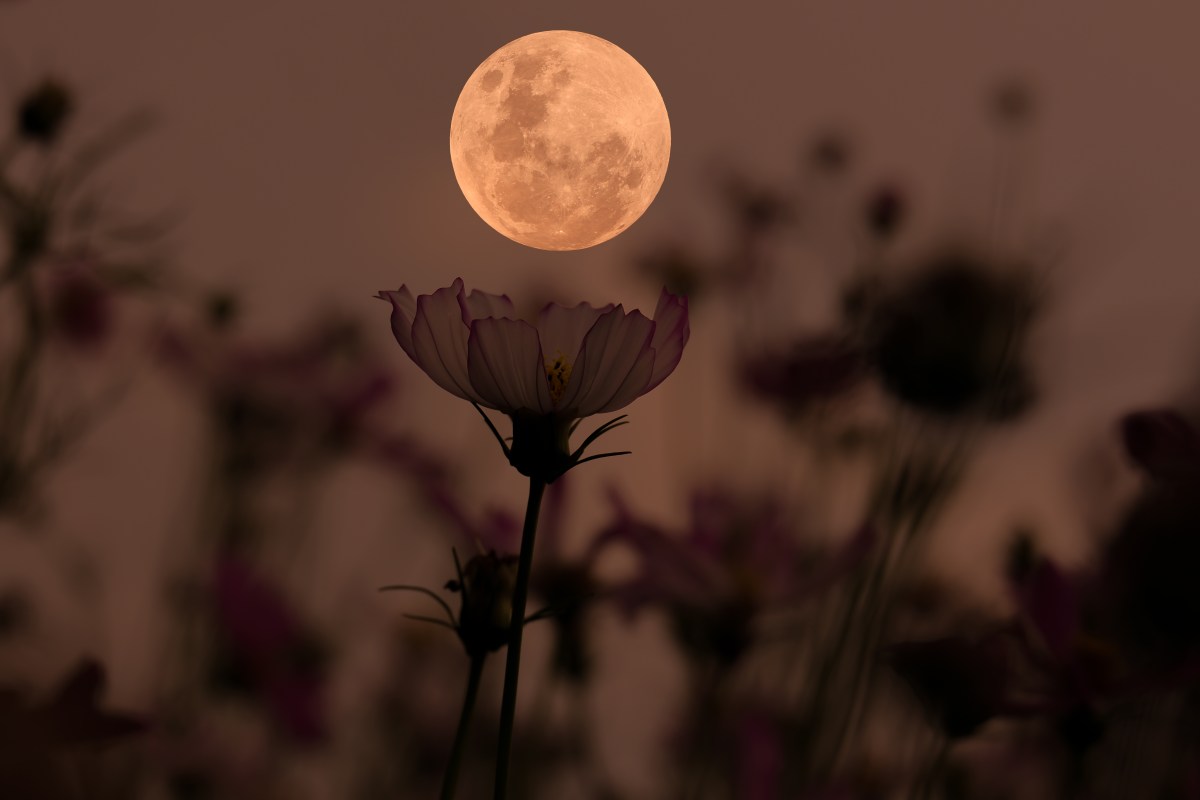 Luna de las Flores de mayo 2026: lo que augura para tu signo del ...