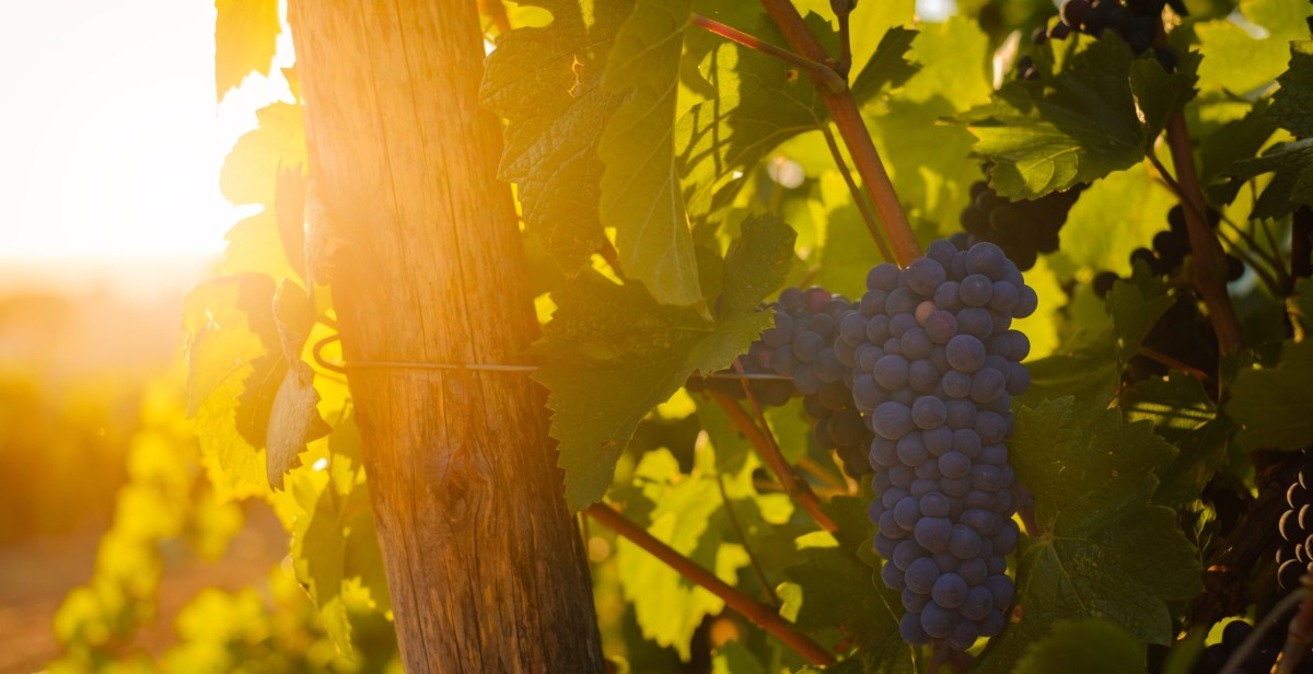 Revelan el papel de las uvas en la protección de la piel frente a los ...