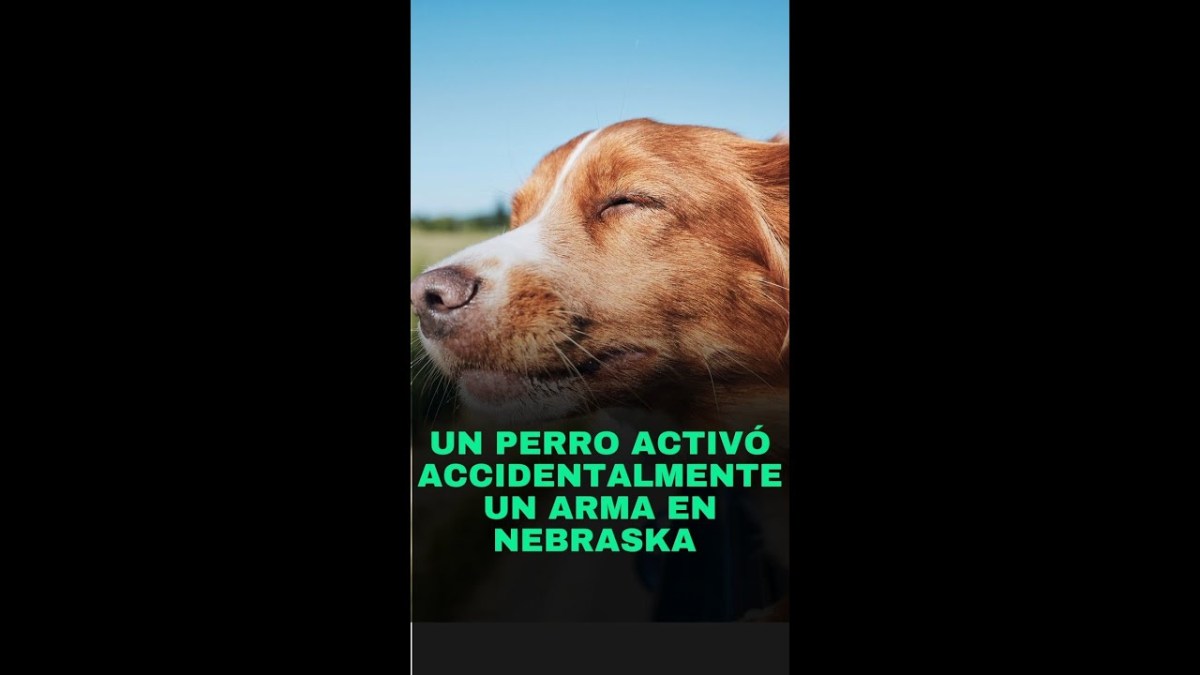 Un perro activó accidentalmente un arma en Nebraska / La Opinión - La ...